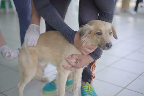 Mais de 10 mil doses são aplicadas na Campanha Antirrábica em Lucas do ...